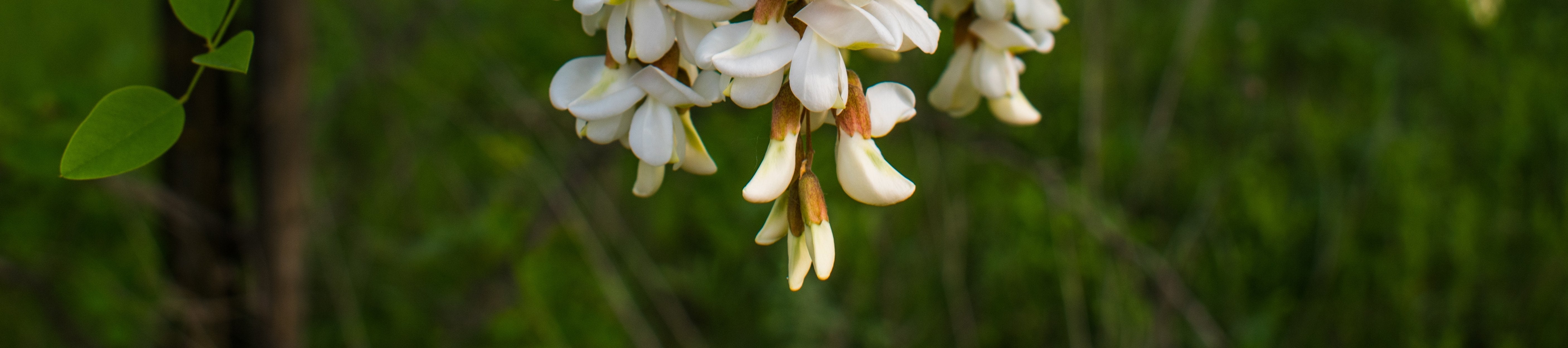 Histaminunverträglichkeit: Produkte bei Histaminintoleranz | MADENA